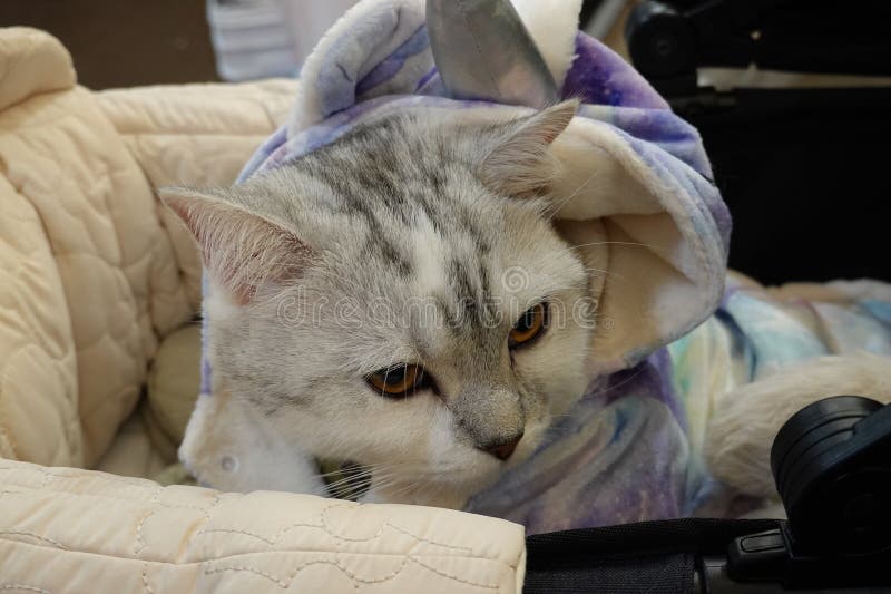Funny Cat Resting on Table at Home. Funny Cat,relaxing Cat Stock Photo ...