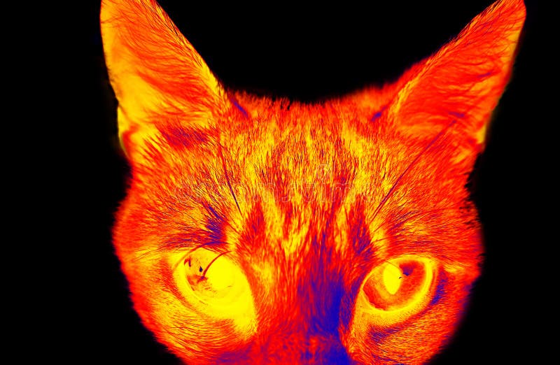 Infrared Cat Stock Photos - Free & Royalty-Free Stock Photos from ...