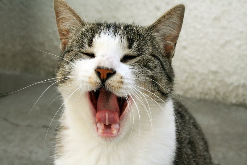 Funny Cat screaming stock image. Image of angry, wild - 5972739