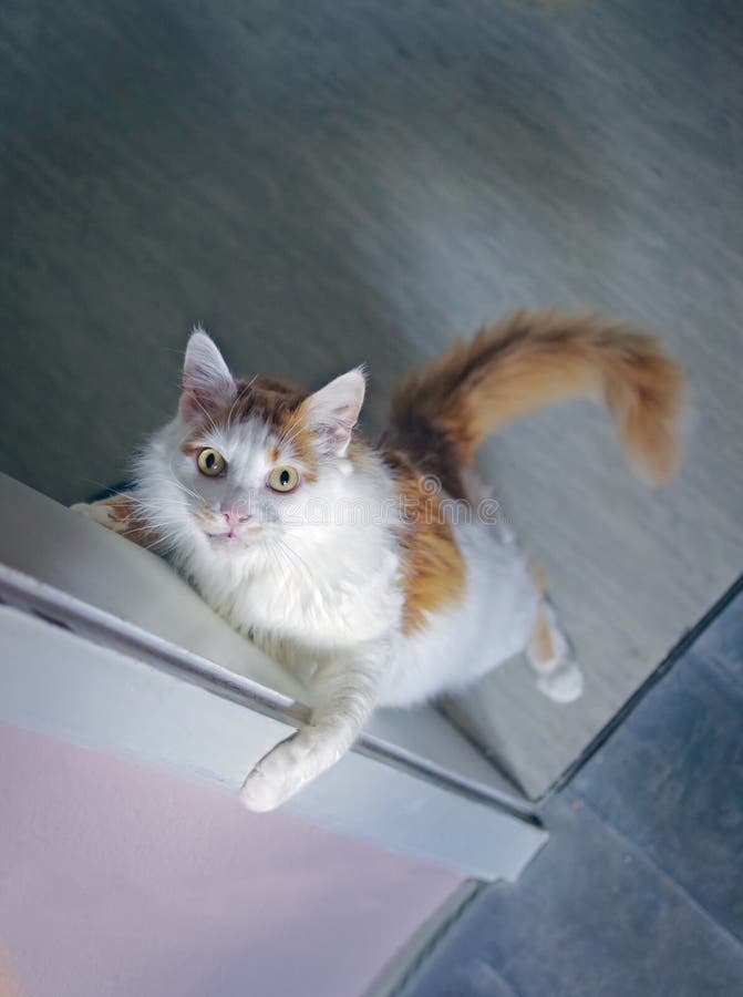 Funny Cat Sharpening Claws on Door Frame. High Angle View Stock Image ...