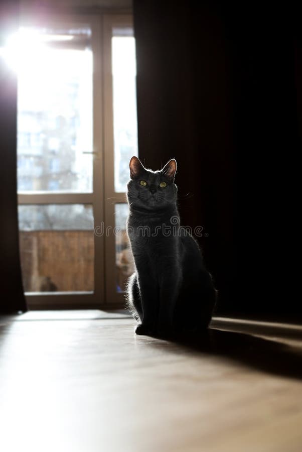 Funny Cat is Sitting in the Apartment. Shadow and Light Stock Photo ...