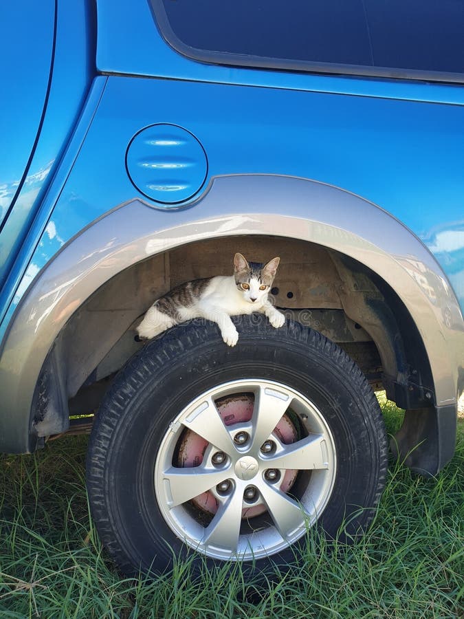 Cat Sitting Car's Wheel Stock Photos - Free & Royalty-Free Stock Photos ...