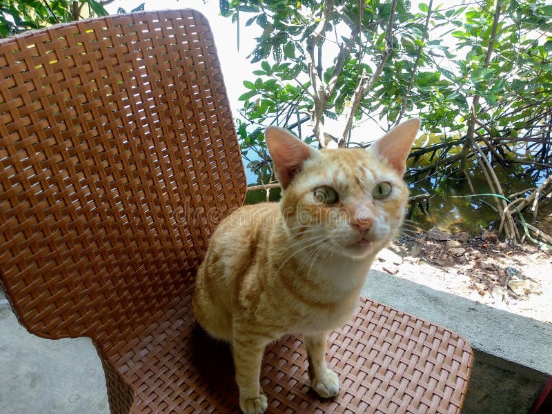 A Funny Cat Sitting on a Restaurant Chair Stock Photo - Image of ...
