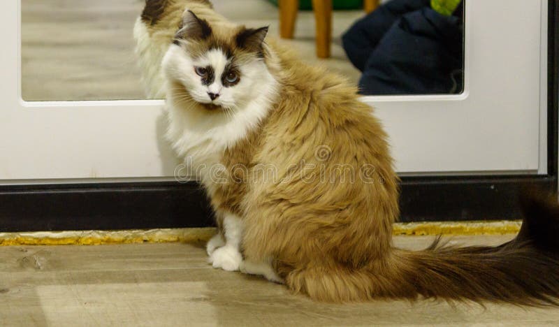 Funny Cat with a Slight Squint Sits at the Exit, Waiting To Go for a ...