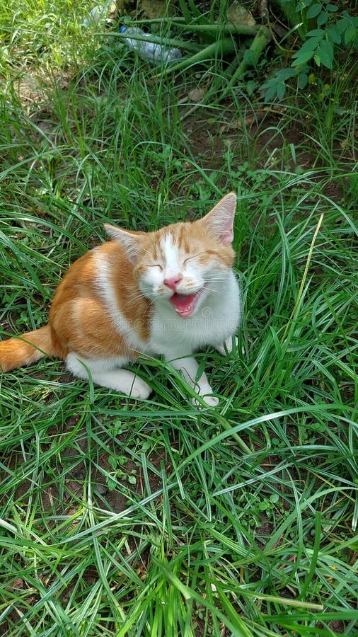 Funny Cat Smile with the Red Tongue Stock Photo - Image of smile ...