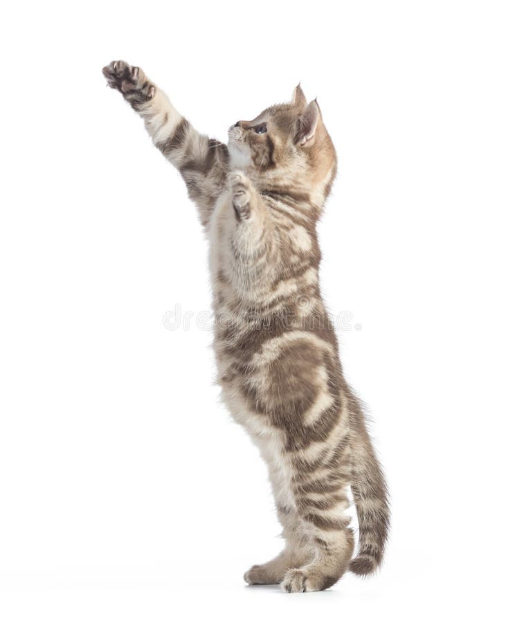 Funny Cat Standing Side View Isolated Stock Image - Image of beautiful ...