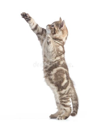 Funny Cat Standing Side View Isolated Stock Image - Image of beautiful ...