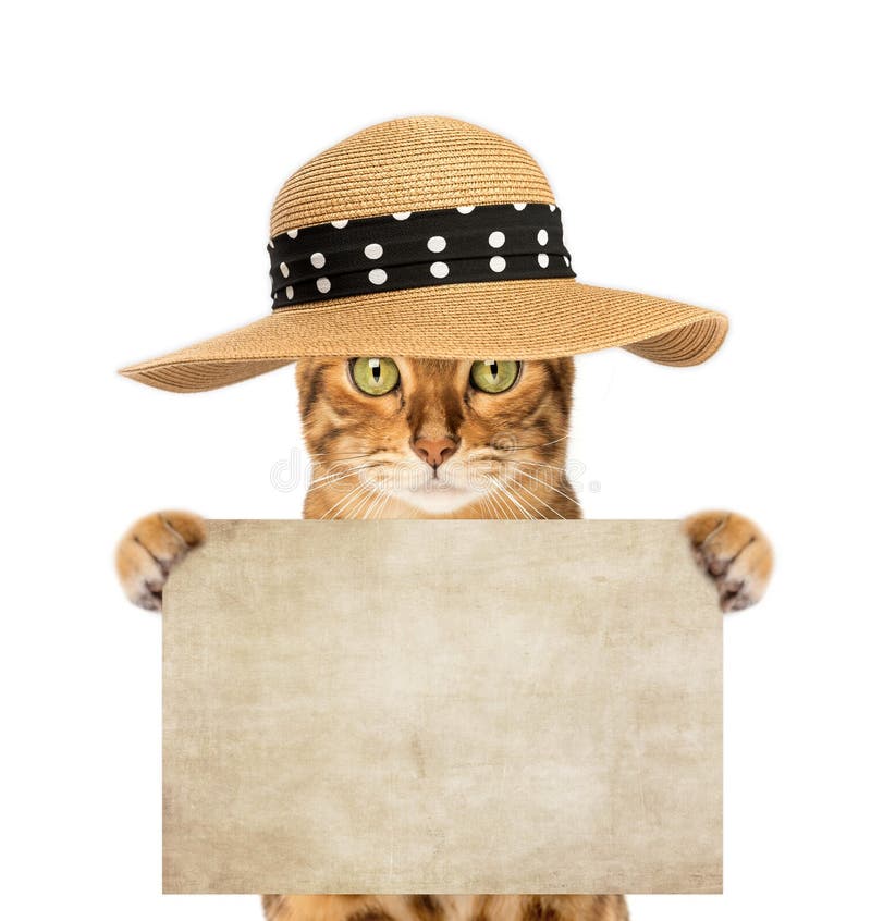 Funny Cat in a Straw Hat with an Empty Sheet in Its Paws Stock Photo ...