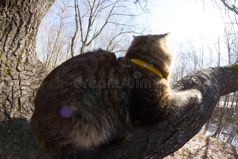 Funny cat on a tree stock photo. Image of feline, tree - 225918594