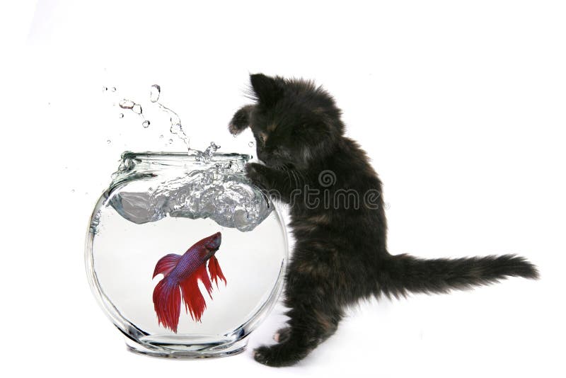 Funny Cat Trying to Catch stock photo. Image of peaceful - 2504628