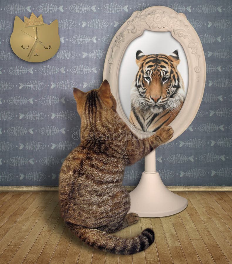 Cat views his reflection 3 stock image. Image of pier - 141310003