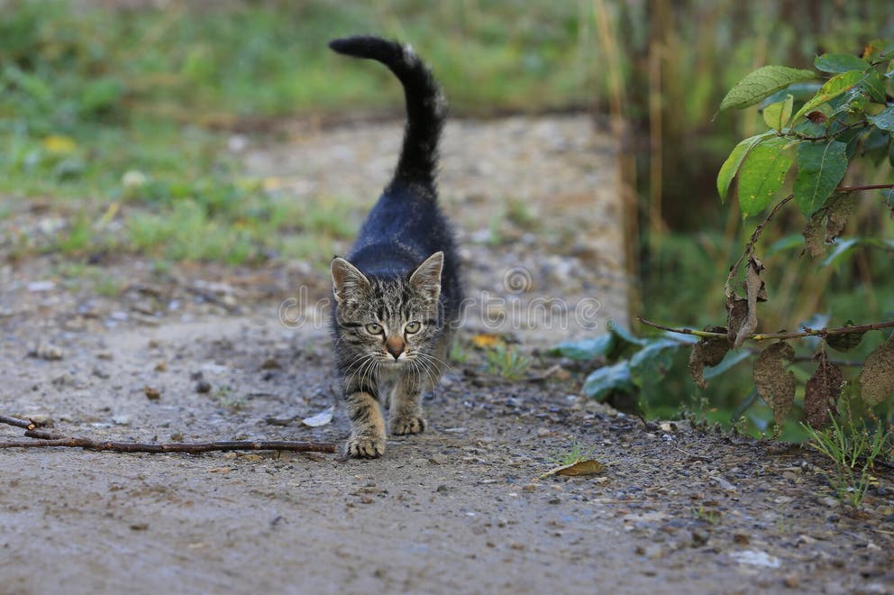 Cat walk in garden stock image. Image of gray, curiosity - 270065155