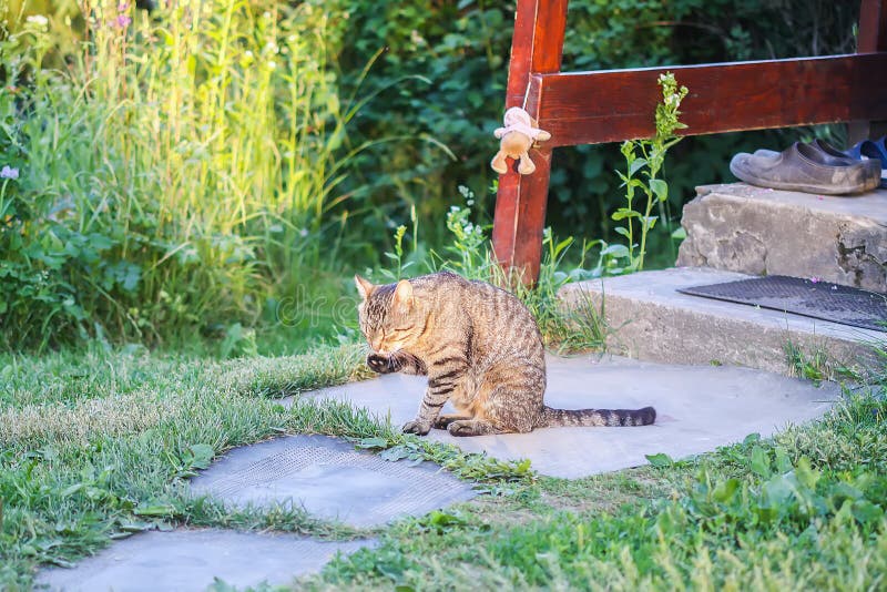 1,140 Cat Washing Face Stock Photos - Free & Royalty-Free Stock Photos ...