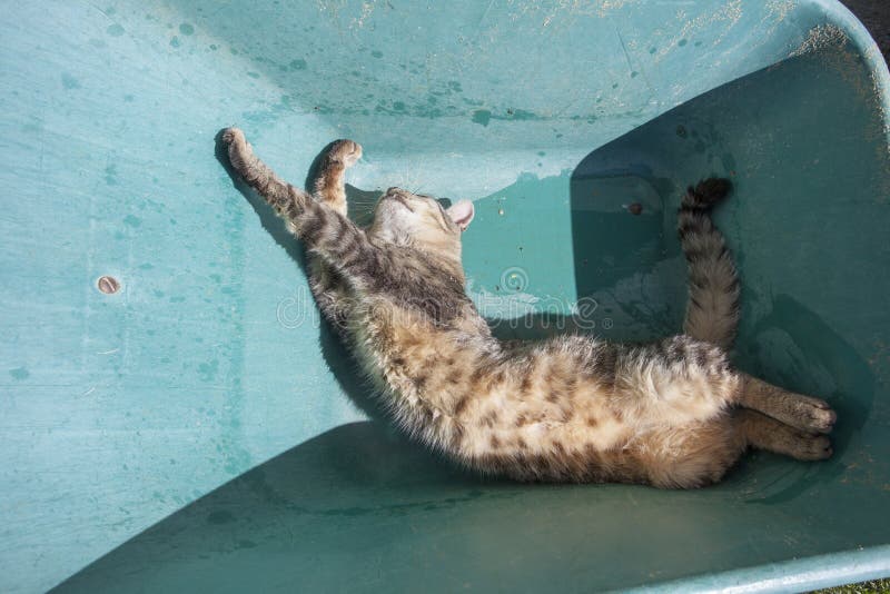 Cat in a wheelbarrow stock photo. Image of animal, technology - 219350686