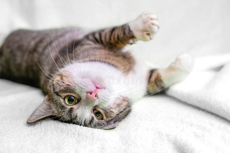 Funny Cat on White Background Stock Image - Image of feline, playful ...