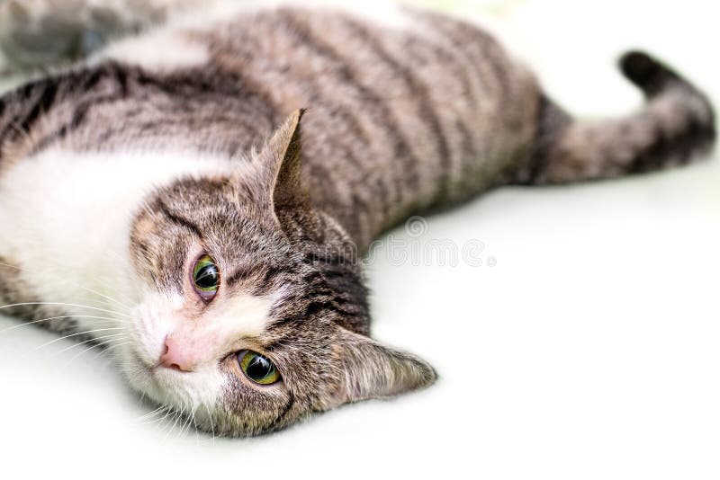 Funny Cat on White Background Stock Image - Image of looking, fluffy ...
