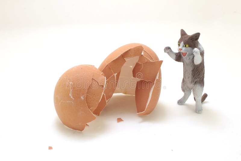 Funny Cat on White with Surprised the Broke Egg Stock Photo - Image of ...