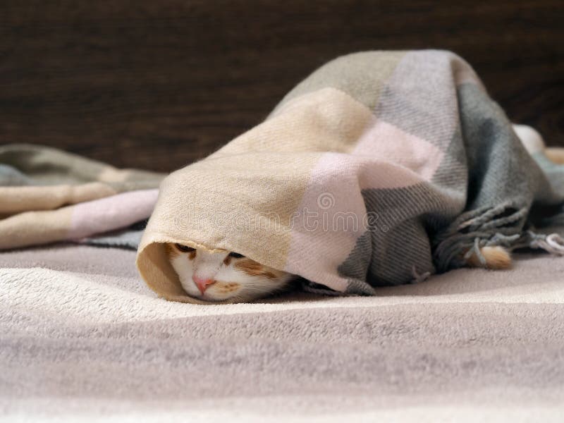 Funny Cat Wrapped in Plaid Lies on the Bed Stock Photo - Image of sleep ...