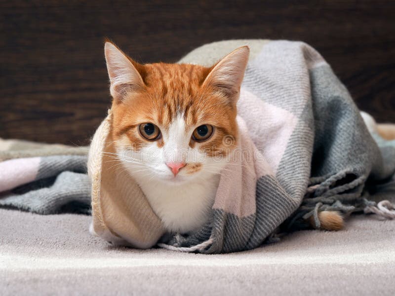 Funny Cat Wrapped in Plaid Lies on the Bed Stock Photo - Image of rest ...