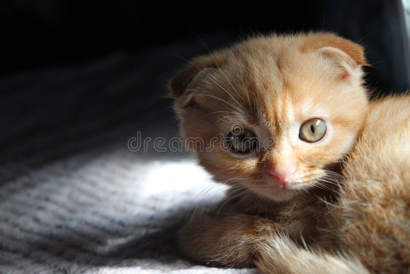 Byu Funny Logo Stock Photos - Free & Royalty-Free Stock Photos from ...