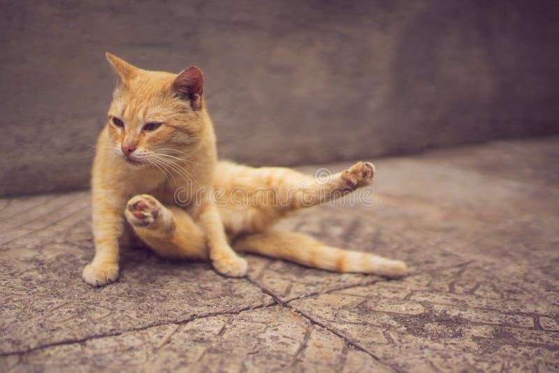 Funny Cat Yogi Doing Stretching Exercise with Legs Spread Stock Photo ...
