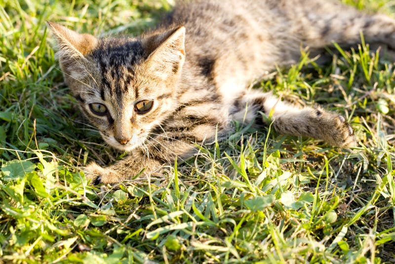 Cats Free Stock Photos & Pictures, Cats Royalty-Free and Public Domain ...