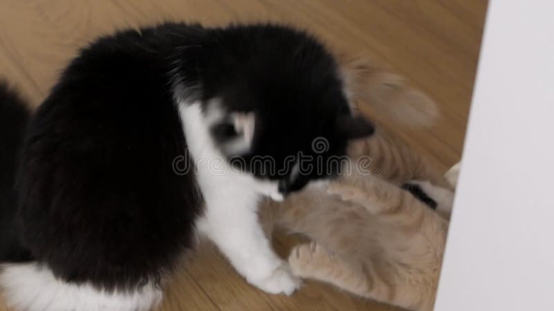 Funny cats playing at home stock footage. Video of ginger - 255635318