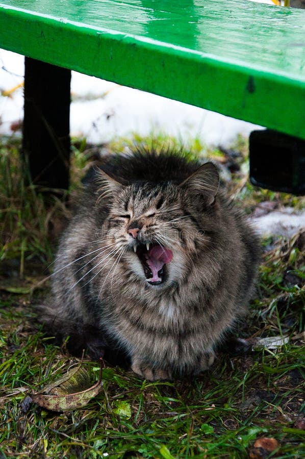 Funny cats after the rain stock image. Image of diet - 106474451