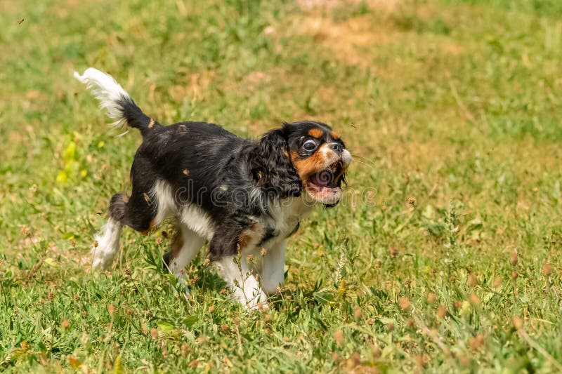 Funny Cavalier King Charles Spaniel Dog Playing in the Green Field ...