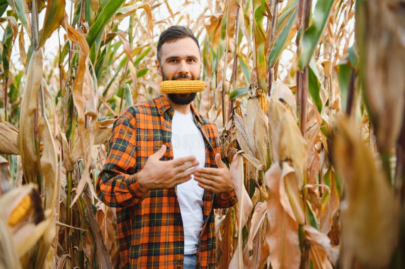 Funny and Cheerful Farmer Holding a Corn Cob in His Mouth Stock Photo ...