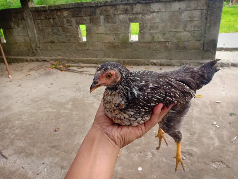 Funny Chicken in hand stock image. Image of fowl, wing - 201321245