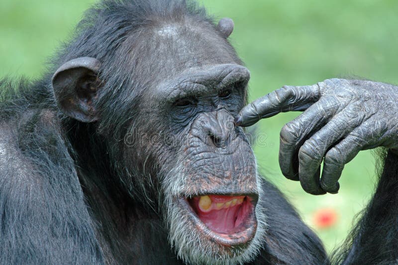 Funny Chimp. stock image. Image of humor, scratch, human - 384197