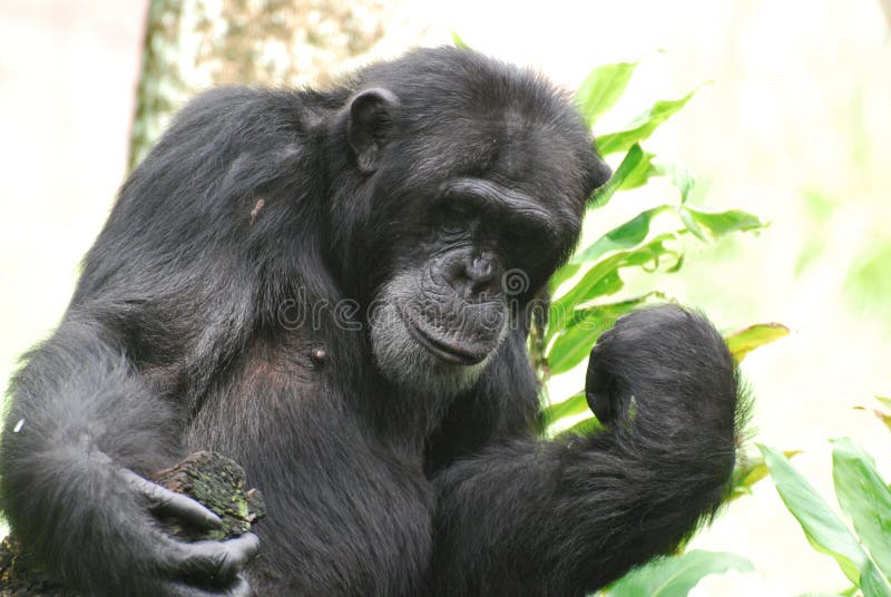 Funny Chimp Face Stock Images - Download 1,420 Royalty Free Photos