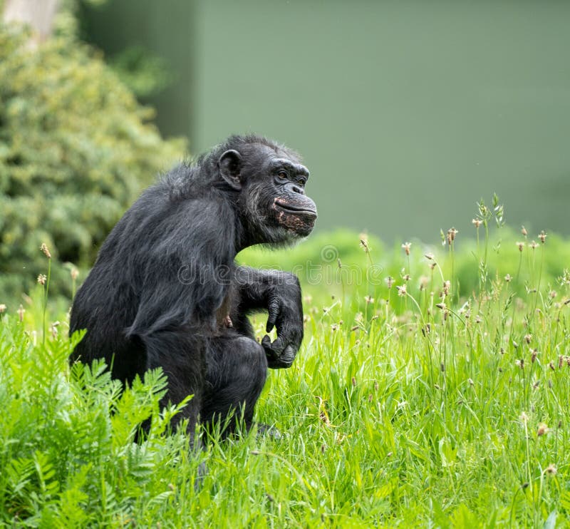 Young Chimpanzee Sitting