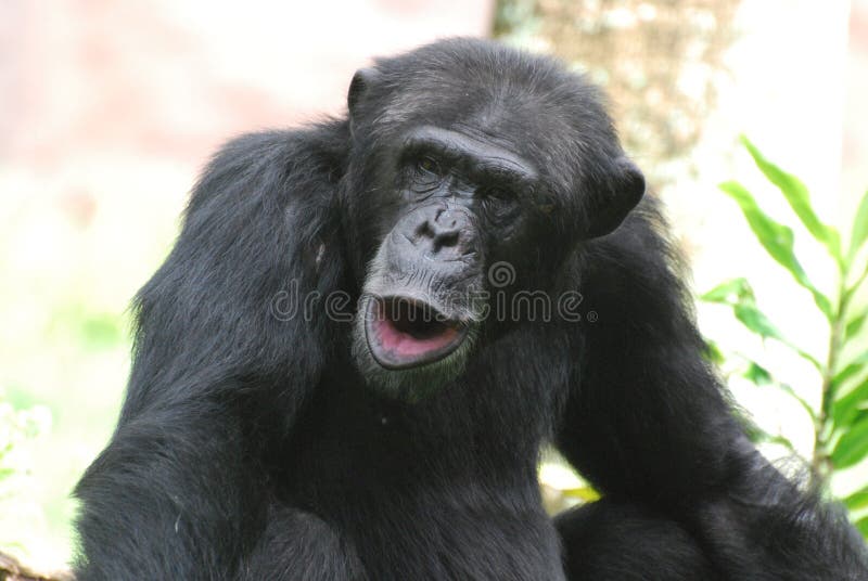Silly Chimpanzee Playing with His Lip Showing His Teeth Stock Photo ...