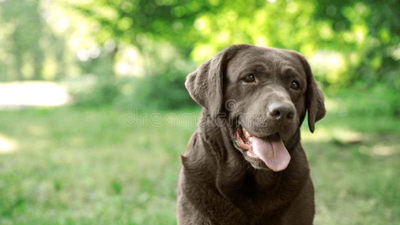 Funny Chocolate Labrador Retriever Near Flowers in Summer Park Stock ...