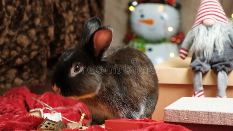 Funny Christmas Bunny among Christmas Eve Gifts Stock Footage - Video ...