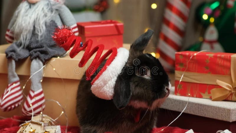 Funny Christmas Bunny among Christmas Eve Gifts Stock Footage - Video ...