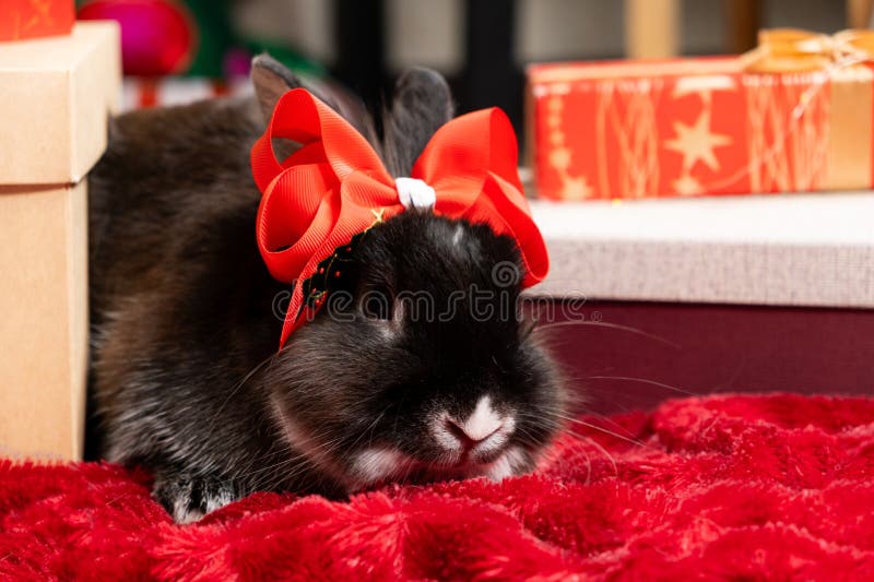 Funny Christmas Bunny among Christmas Eve Gifts Stock Image - Image of ...