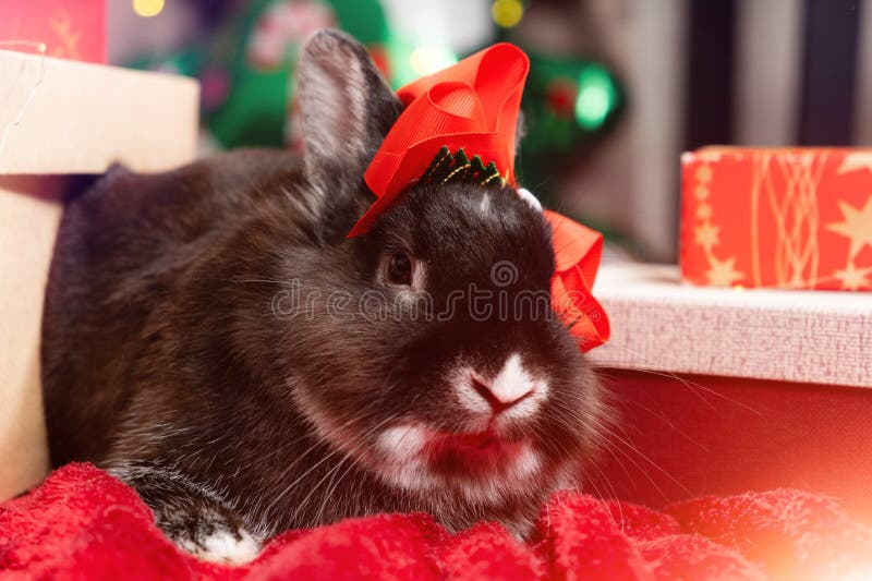 Funny Christmas Bunny among Christmas Eve Gifts Stock Image - Image of ...