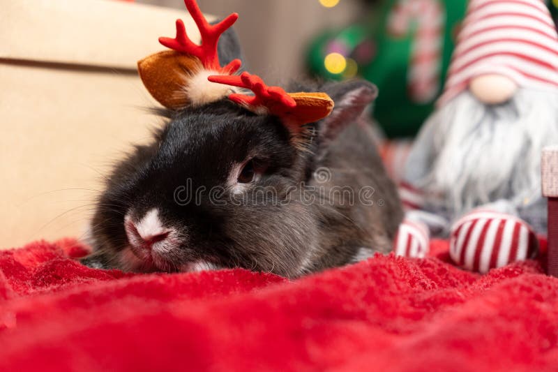Funny Christmas Bunny among Christmas Eve Gifts Stock Image - Image of ...