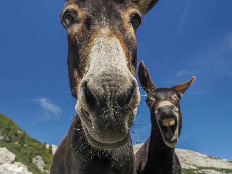 Funny Close Up Donkey Portrait Stock Image - Image of farming, young ...
