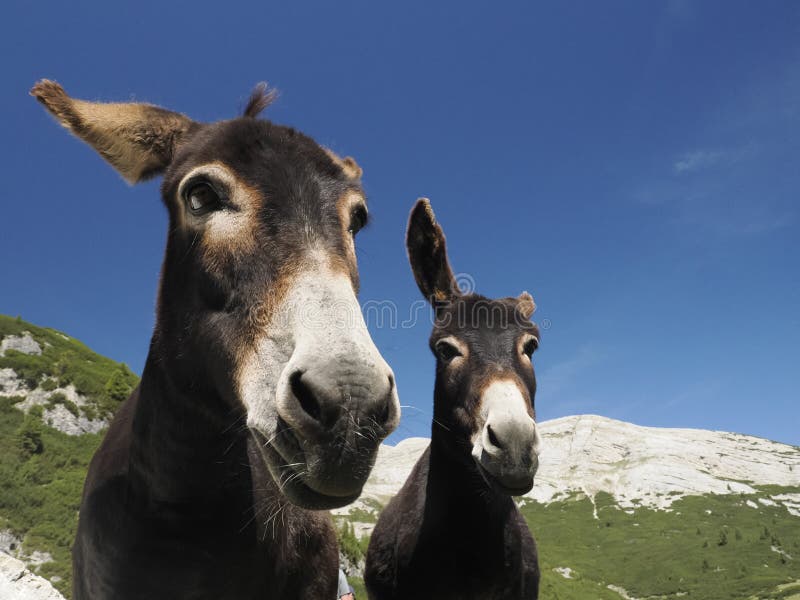 Funny Close Up Donkey Portrait Stock Image - Image of mule, head: 258702499