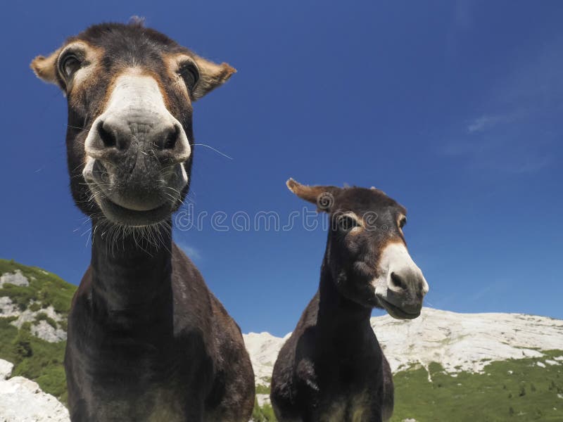 Funny Close Up Donkey Portrait Stock Image - Image of portrait, horse ...