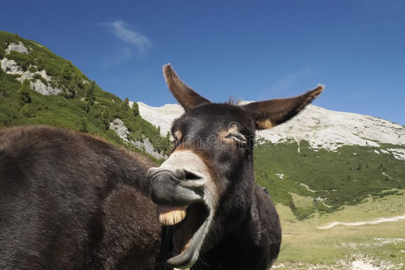 2,875 Funny Face Donkey Stock Photos - Free & Royalty-Free Stock Photos ...