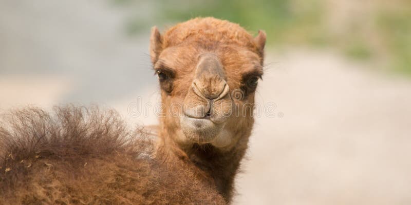 Funny Closeup of Bactrian Camel Stock Image - Image of nose, animal ...