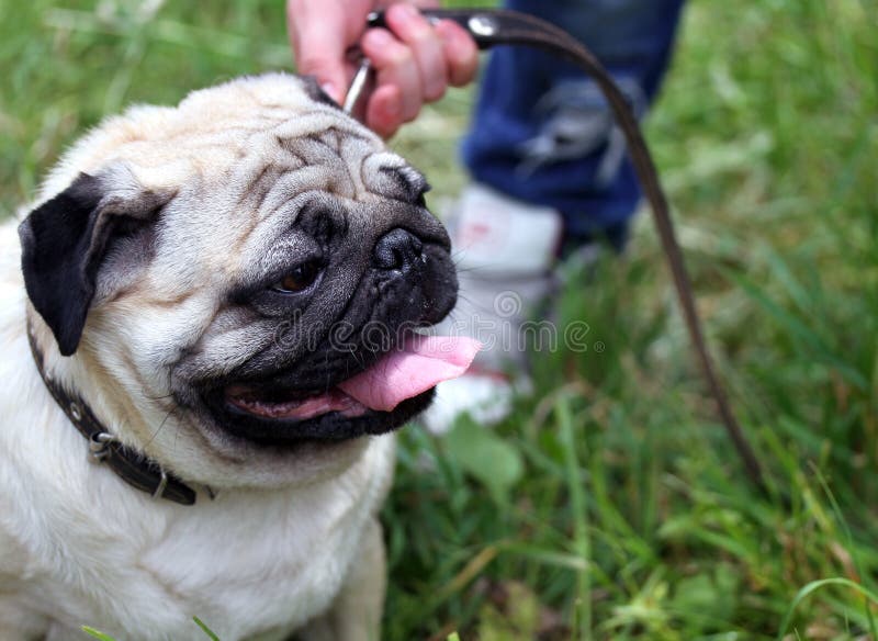 Cute mops stock image. Image of outside, eyes, cheerful - 29772665