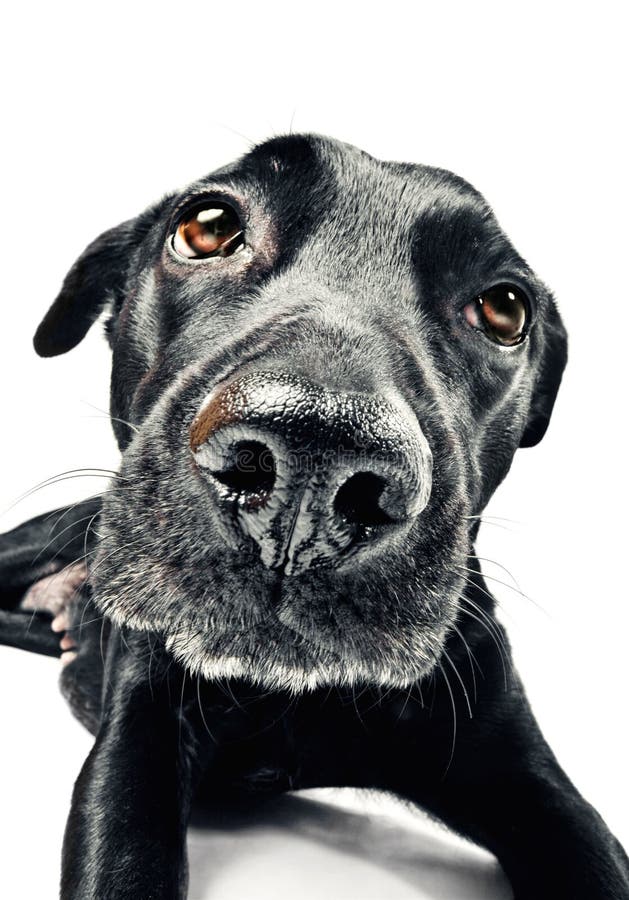 Funny Closeup of a Cute Mutt Waiting for a Treat Stock Image - Image of ...