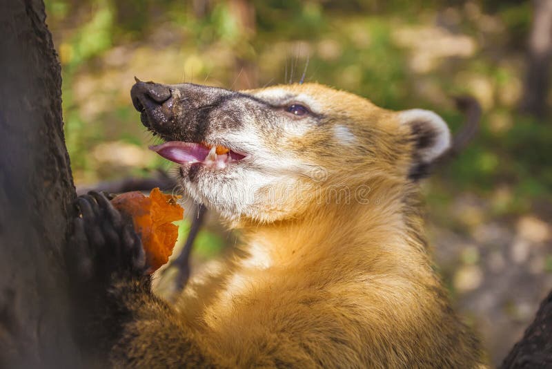 Funny Coati stock photo. Image of cute, branch, close - 72452578
