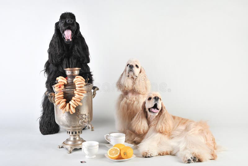 Funny Cocker Spaniels with Russian Samovar, Bagels and Tea in the ...